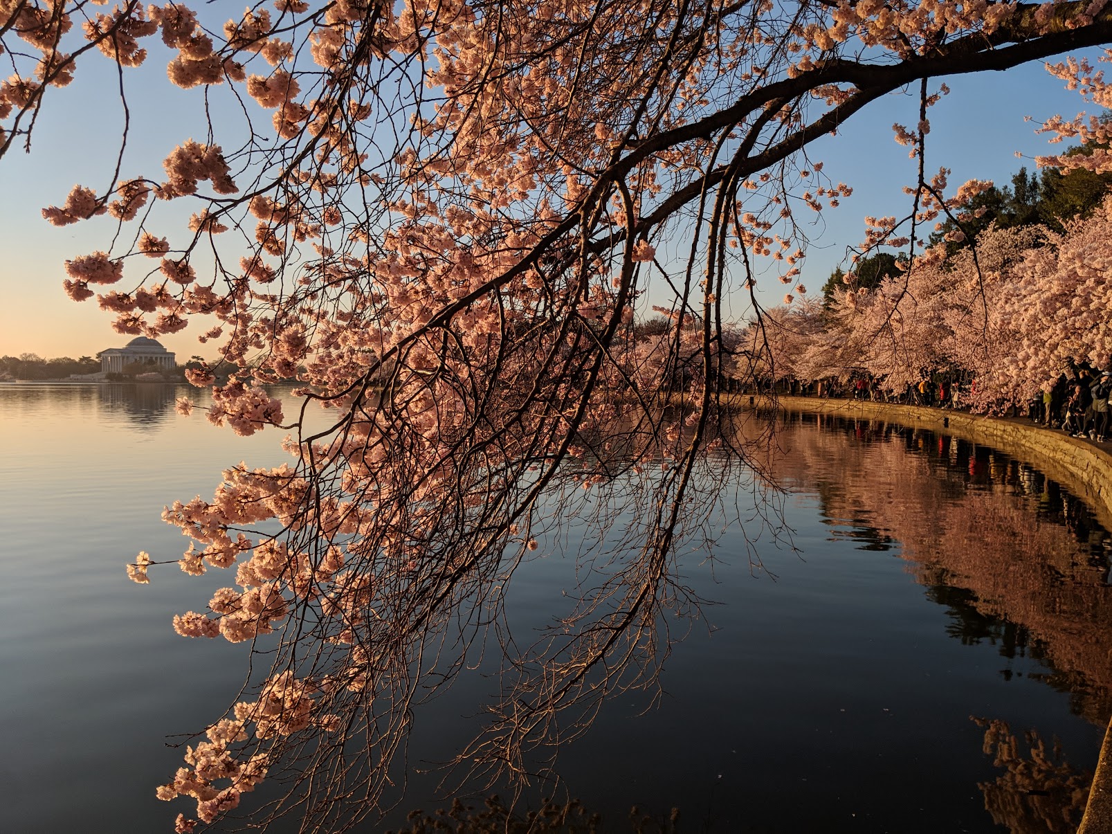 Virtual Events to Save the Tidal Basin and Our Cherry Trees ...